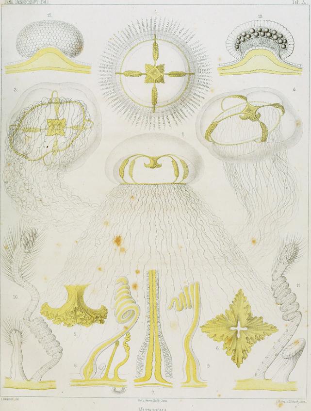 我以永逝的爱人之名，命名海上最美的生物_澎湃号·湃客_澎湃新闻-The Paper
