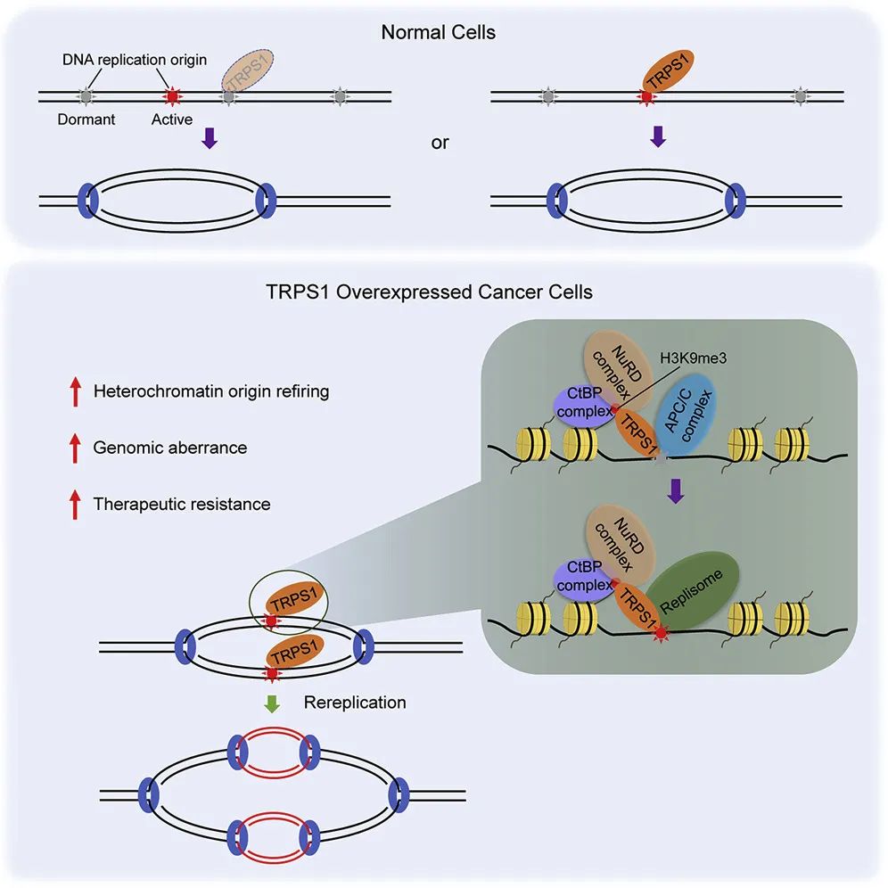北大基础医学院新研究揭TRPS1促进乳腺癌发生的机制