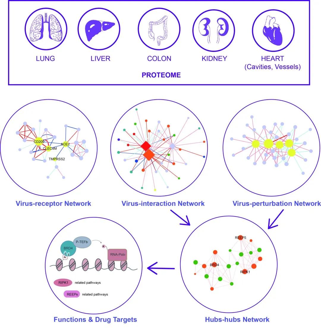 【JMCB新冠专辑】Understanding SARS-CoV-2 and Its Clinic…