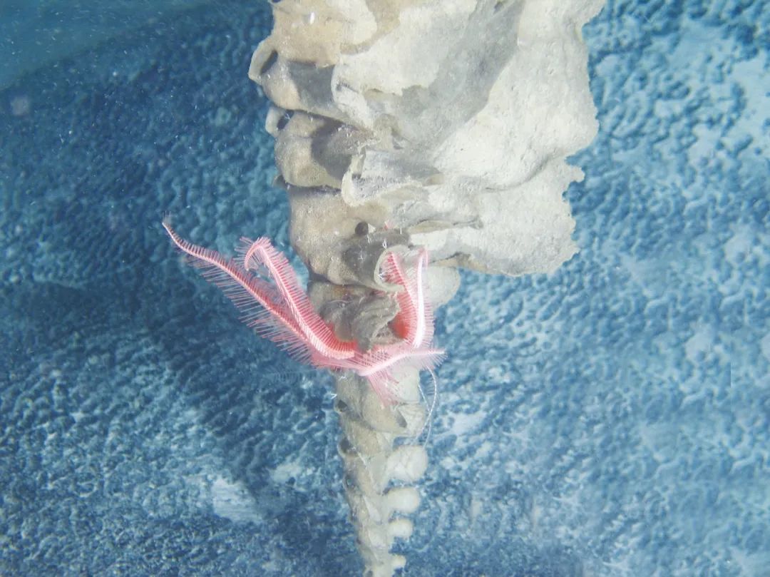 真有海星叫“派大星”了！是来自交大的这个90后博士小姐姐命名的！