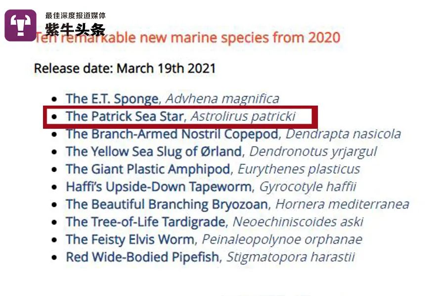 【紫牛头条】喜欢《海绵宝宝》的90后美女科学家发现海星新物种，命名为“派大星”_澎湃号·媒体_澎湃新闻-The Paper
