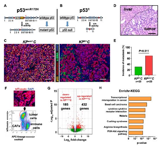 首次揭示突变KRAS和p53如何协同促进胰腺癌发展和转移，为胰腺癌治疗提供新靶点