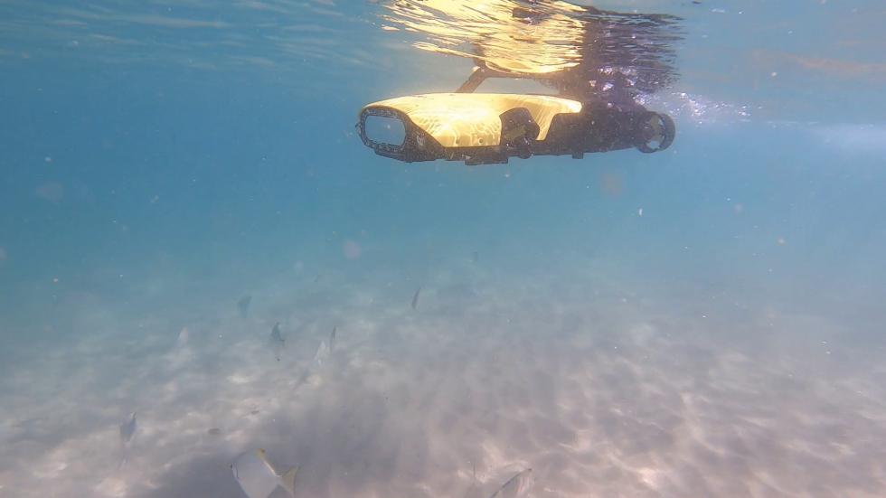 AI保卫珊瑚，顺便拯救了“一只只给海星打毒针”的人类