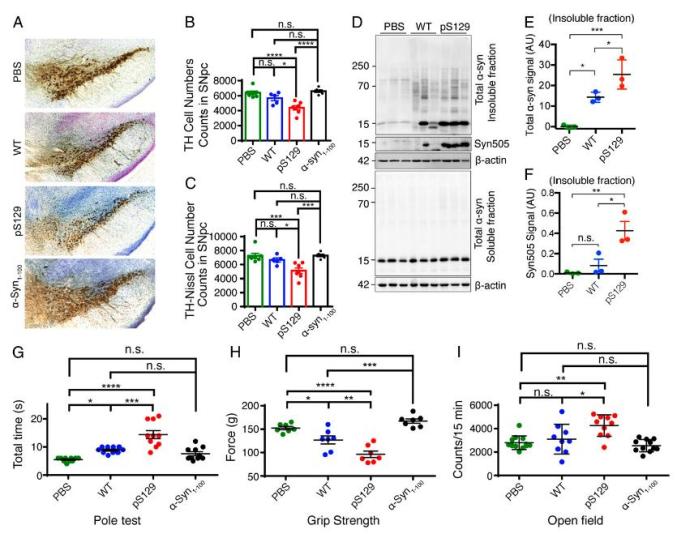 【科技前沿】刘聪/李艳梅等揭示翻译后修饰调控帕金森病α-syn病理纤维细胞间传播机制