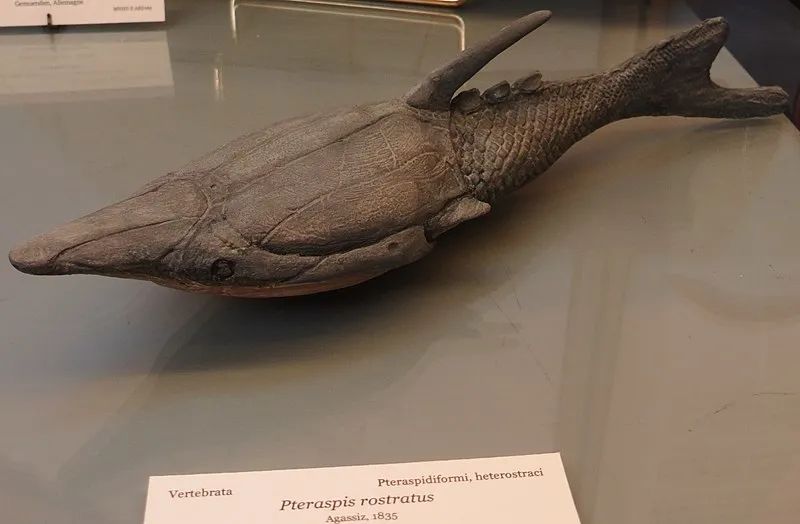 这不是压碎的奥利奥，是条鱼_澎湃号·湃客_澎湃新闻-The Paper