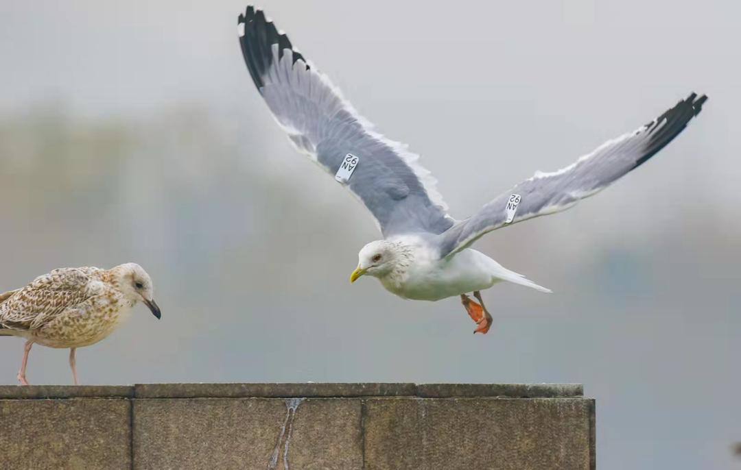 等你，“AD81”！欢迎你，“AN92”！_澎湃号·政务_澎湃新闻-The Paper