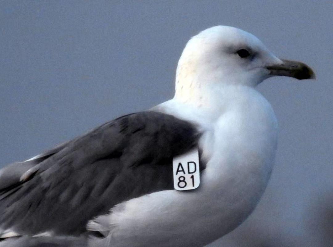 等你，“AD81”！欢迎你，“AN92”！_澎湃号·政务_澎湃新闻-The Paper