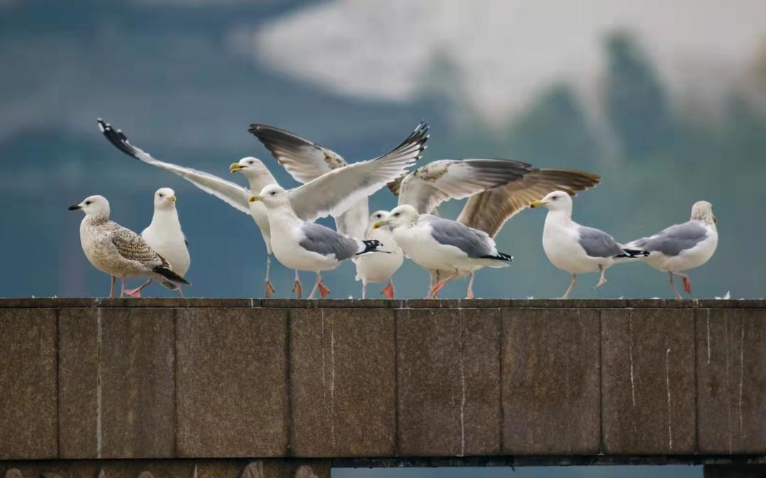 等你，“AD81”！欢迎你，“AN92”！_澎湃号·政务_澎湃新闻-The Paper