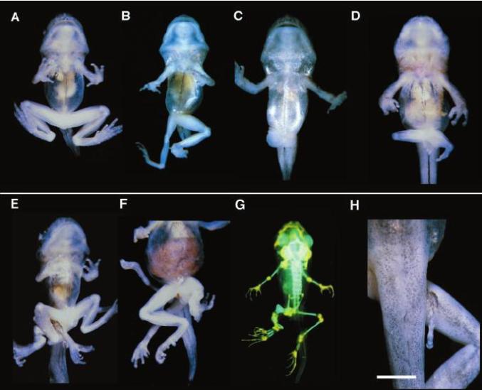 两条腿的人好找，三条腿的蛤蟆也有的是
