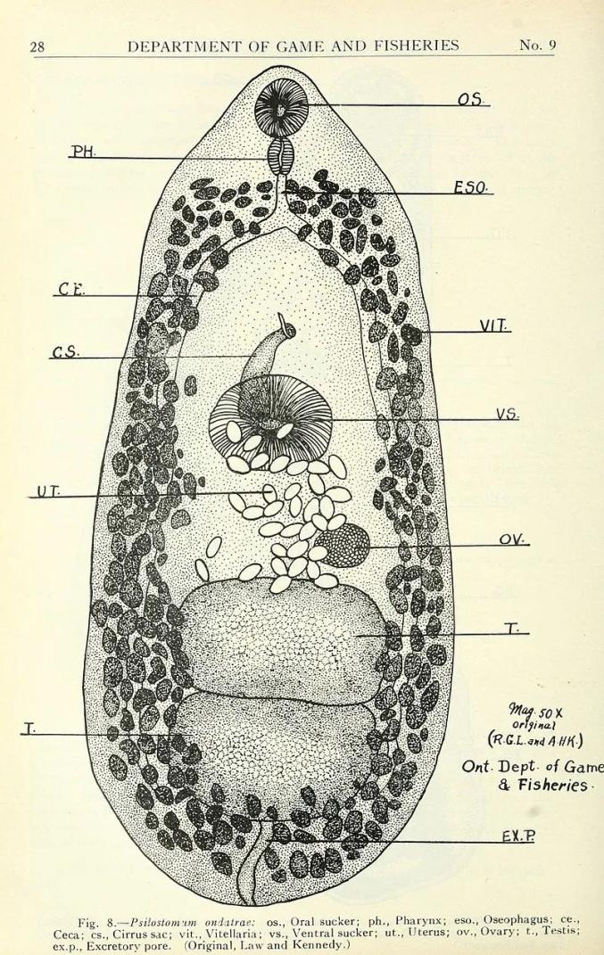 两条腿的人好找，三条腿的蛤蟆也有的是_澎湃号·媒体_澎湃新闻-The Paper