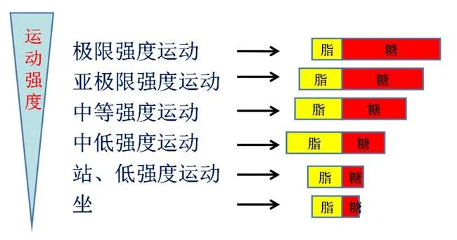 为什么运动让大脑变年轻③？澎湃号·湃客澎湃新闻 The Paper