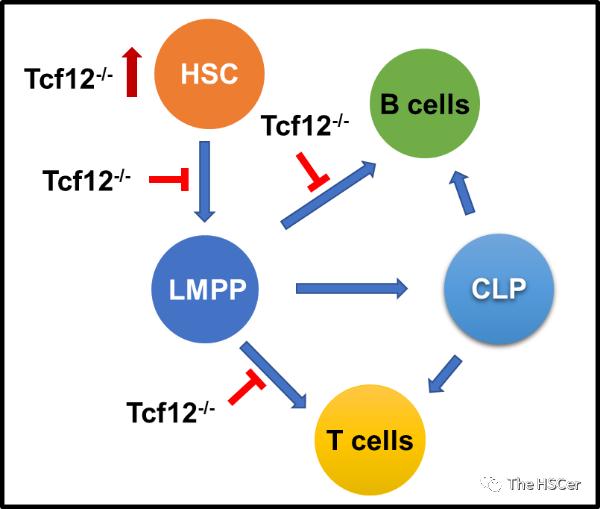 【学术前沿】清华大学药学院王建伟团队在《Blood Science》杂志报道了Tcf12调控造血干…