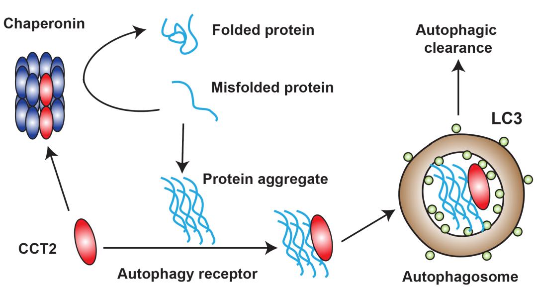 Cell：清华大学葛亮团队等发现新型聚集体自噬受体CCT2介导固态聚集体的清除_澎湃号·湃客_澎湃新闻-The Paper