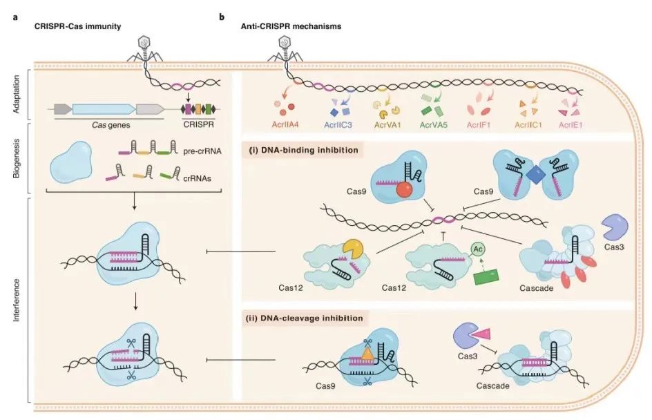 魔高一尺道高一丈：王金团队等揭示CRISPR-Cas12a可逆调控新机制_澎湃号·湃客_澎湃新闻-The Paper