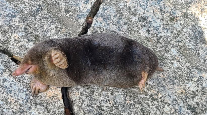 不负青山，万物生长！世界环境日，来看杭州的这些可爱“小精灵”_澎湃号·政务_澎湃新闻-The Paper