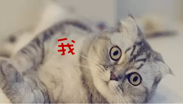 What超级大“猫咪”空降这里……_澎湃号·政务_澎湃新闻-The Paper