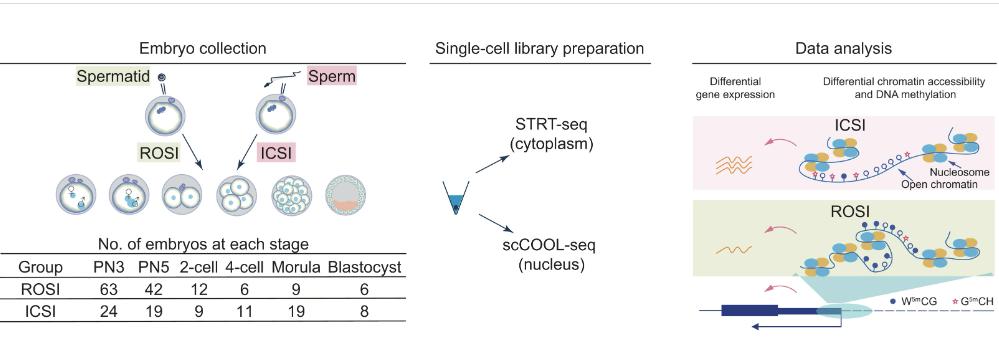 Science子刊：单细胞测序应用于男性不育——优化圆形精子细胞注射技术