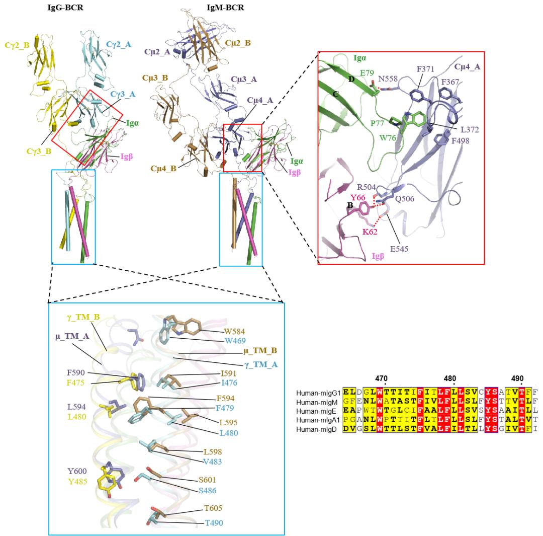 哈工大科研人员揭示人体B细胞受体复合物组装的分子机制