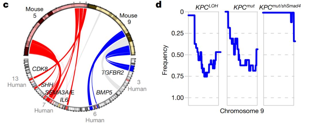 Nature：揭开p53基因与癌症发生之间的全新关系，为广谱抗癌药物开发指明方向
