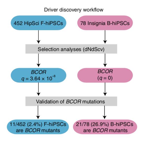 《自然·遗传学》：人诱导多能干细胞曝重大隐患