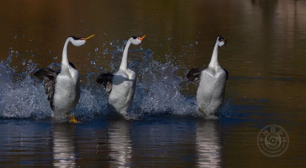 获奖公布丨第11届台中国际摄影艺术展——自然组（三）_澎湃号·湃客_澎湃新闻-The Paper