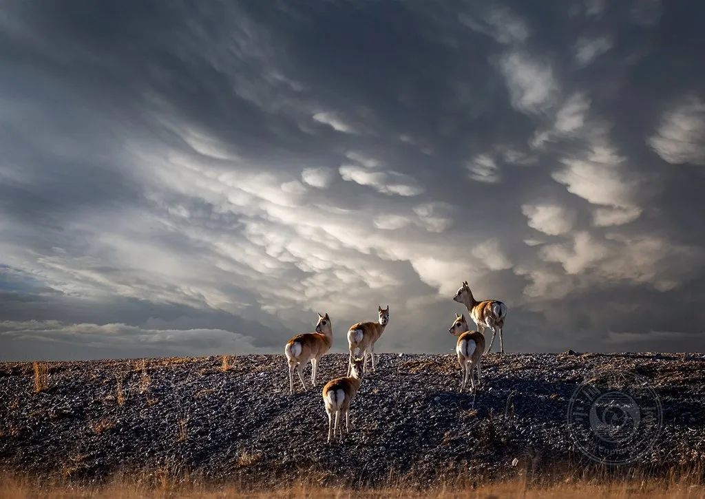 获奖公布丨第11届台中国际摄影艺术展——自然组（三）_澎湃号·湃客_澎湃新闻-The Paper