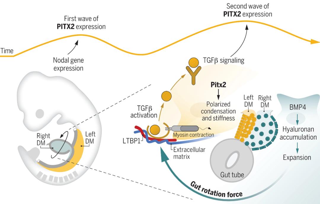 康奈尔大学团队：肠道旋转的启示——生命的不对称之美_澎湃号·湃客_澎湃新闻-The Paper