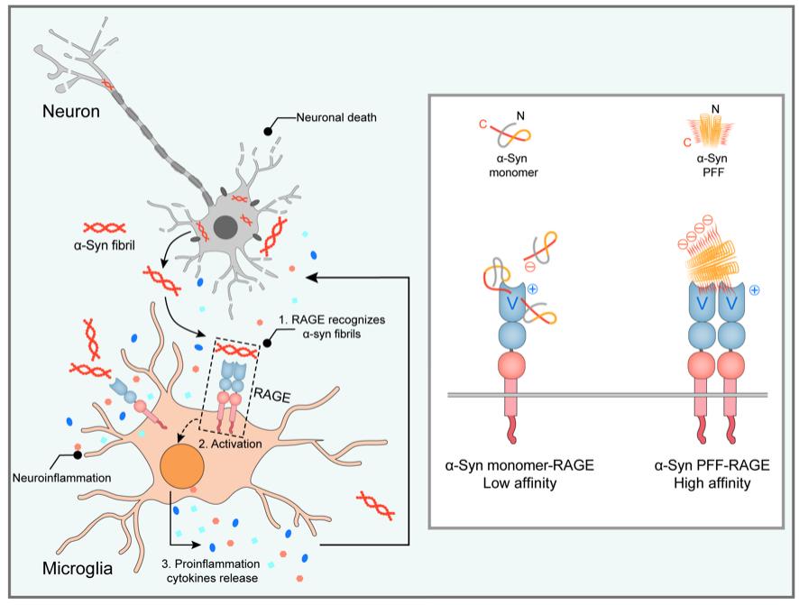 Cell子刊：李丹/刘聪合作发现介导帕金森病α-syn纤维引发神经炎症的小胶质细胞受体
