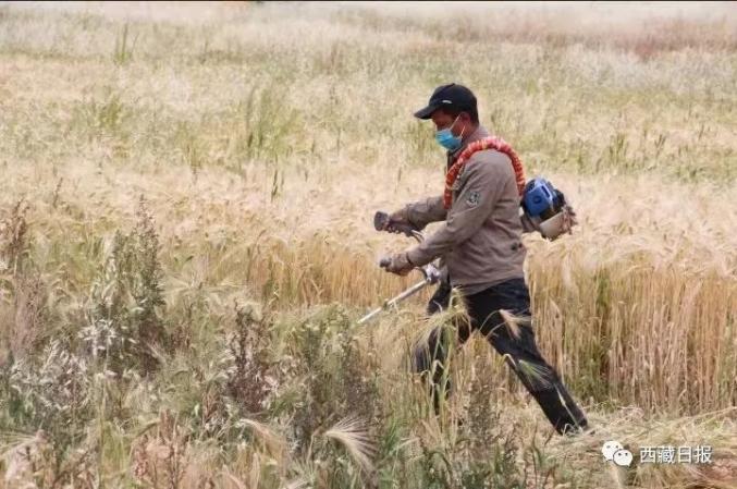 全景记录西藏丰收！_澎湃号·政务_澎湃新闻-The Paper