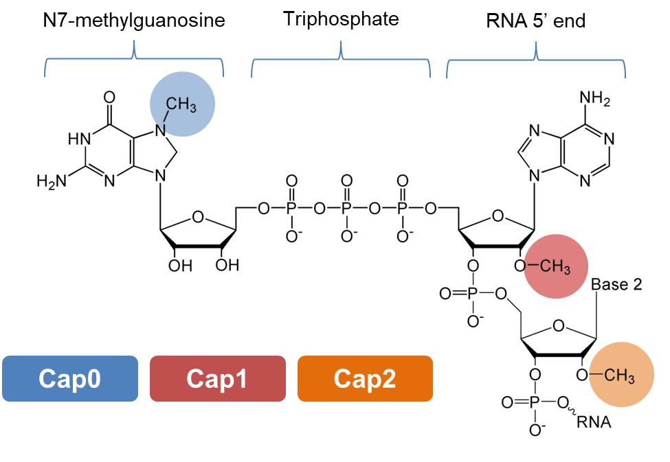 Cell：饶子和/娄智勇/高岩等发现生物界中RNA加帽新机制