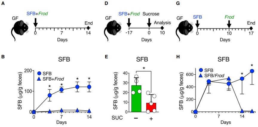 《细胞》：高糖砸了免疫细胞的场子_澎湃号·湃客_澎湃新闻-The Paper