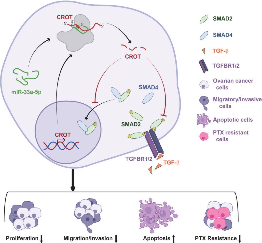 金医科研∣我院许国雄教授团队揭示miR-33a-5p/CROT轴通过调节TGF-β信号转导通路介导…