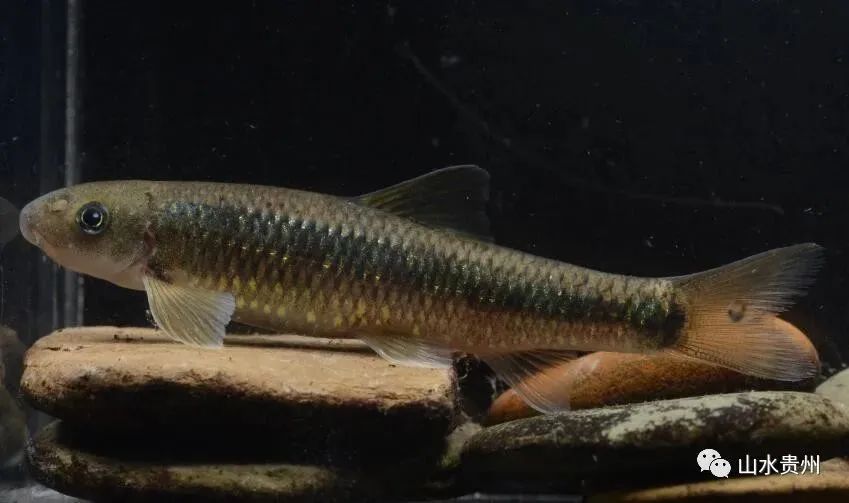 贵阳市长江流域溪流发现鱼类新种：短须红水鲮｜为所有生命构建共同的未来_澎湃号·政务_澎湃新闻-The Paper