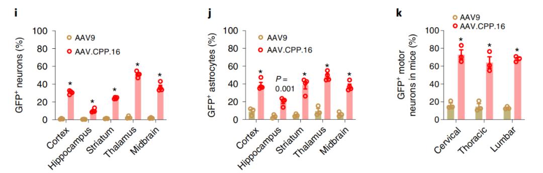 突破血脑屏障，新型AAV变体助力脑肿瘤和中枢神经系统遗传疾病的治疗