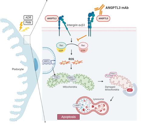 自主研发抗血管生成素样蛋白3单克隆抗体靶向修复足细胞损伤 ——徐虹课题组原创蛋白尿性肾脏疾病治疗新…