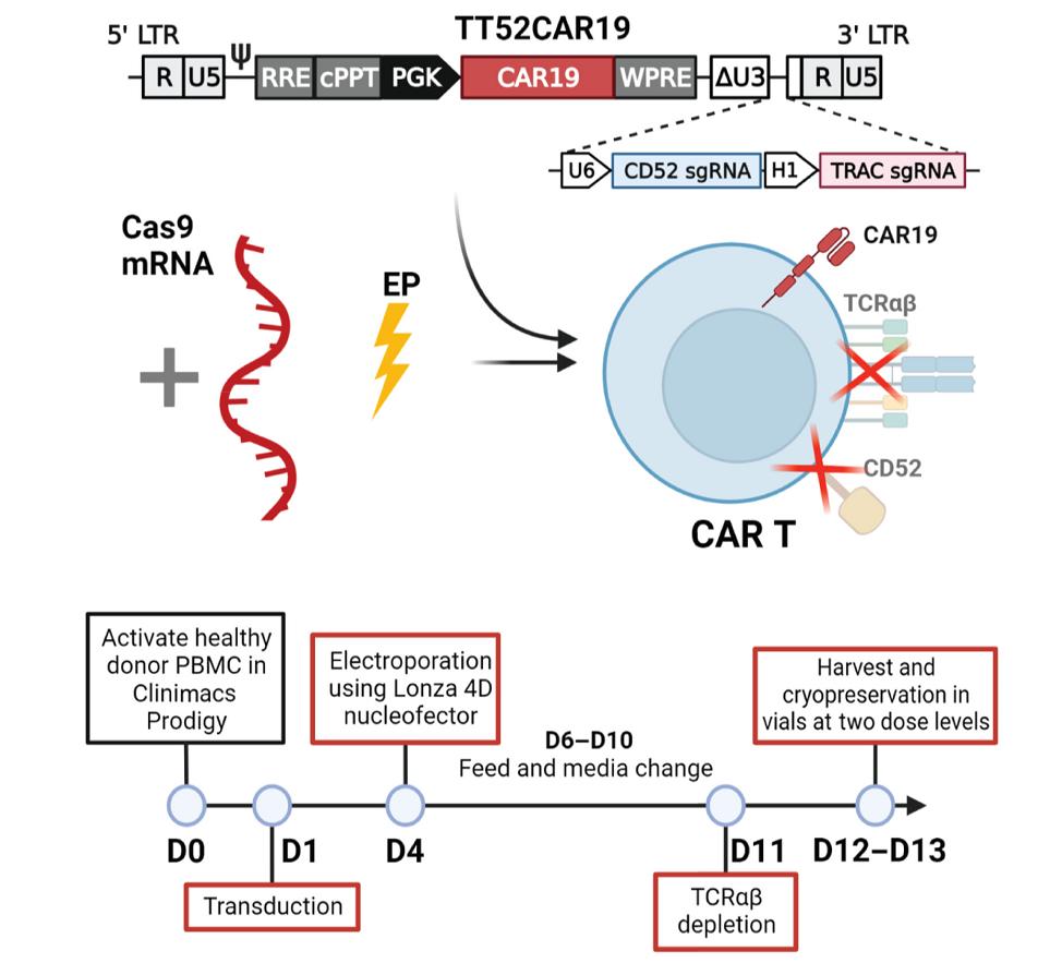 CRISPR基因编辑的通用型CAR-T，治疗儿童白血病临床试验结果发布_澎湃号·湃客_澎湃新闻-The Paper