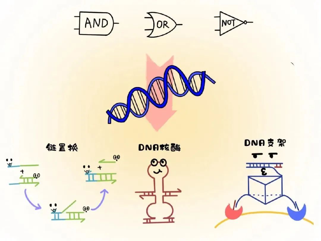 仁济科普 | 在细胞中放入一台“计算机”——DNA计算_澎湃号·政务_澎湃新闻-The Paper