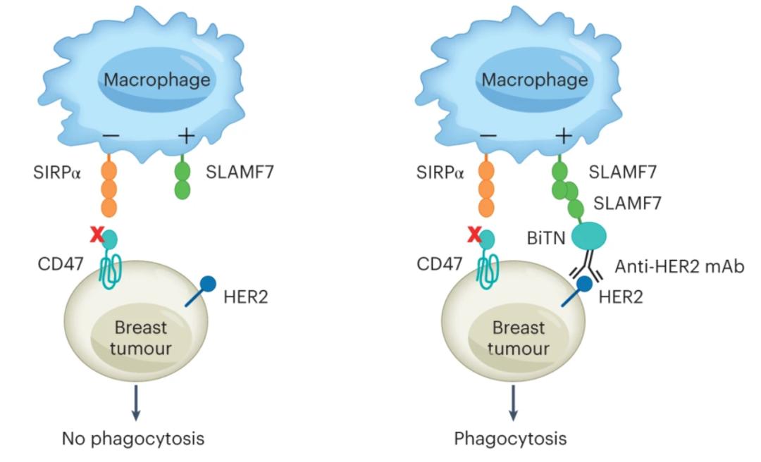 Nature子刊：双特异性肿瘤转化纳米颗粒，让实体瘤治疗不再难_澎湃号·湃客_澎湃新闻-The Paper