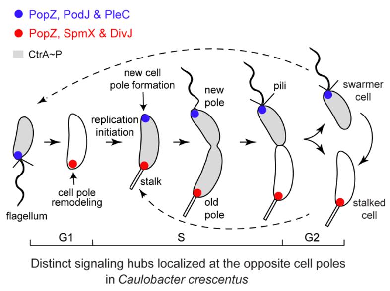 Nature子刊：赵国屏/赵维团队报道脚手架蛋白相分离调控微生物细胞极性_澎湃号·湃客_澎湃新闻-The Paper