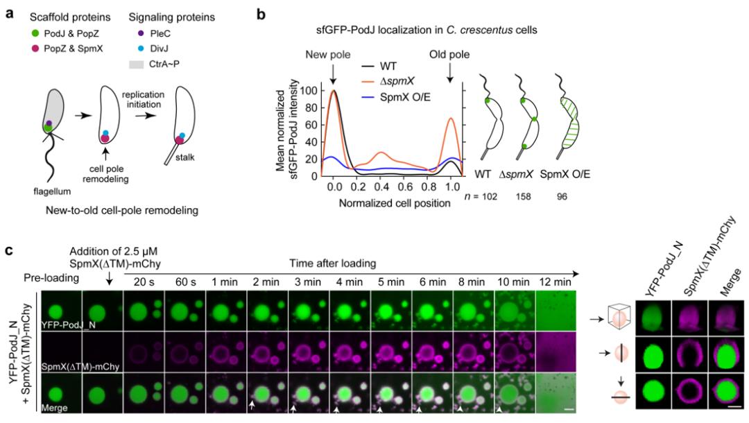 Nature子刊：赵国屏/赵维团队报道脚手架蛋白相分离调控微生物细胞极性_澎湃号·湃客_澎湃新闻-The Paper