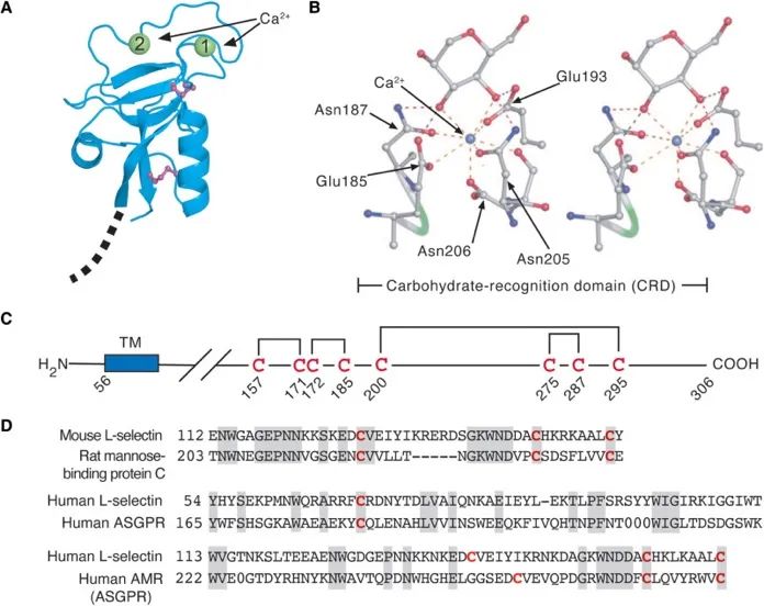 【前沿科普】有趣的糖科学史#1 肝脏受体发现者之歌