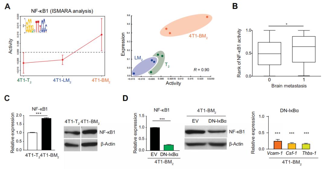 Science子刊：揭开乳腺癌的脑转移通路，并提出潜在治疗策略_澎湃号·湃客_澎湃新闻-The Paper
