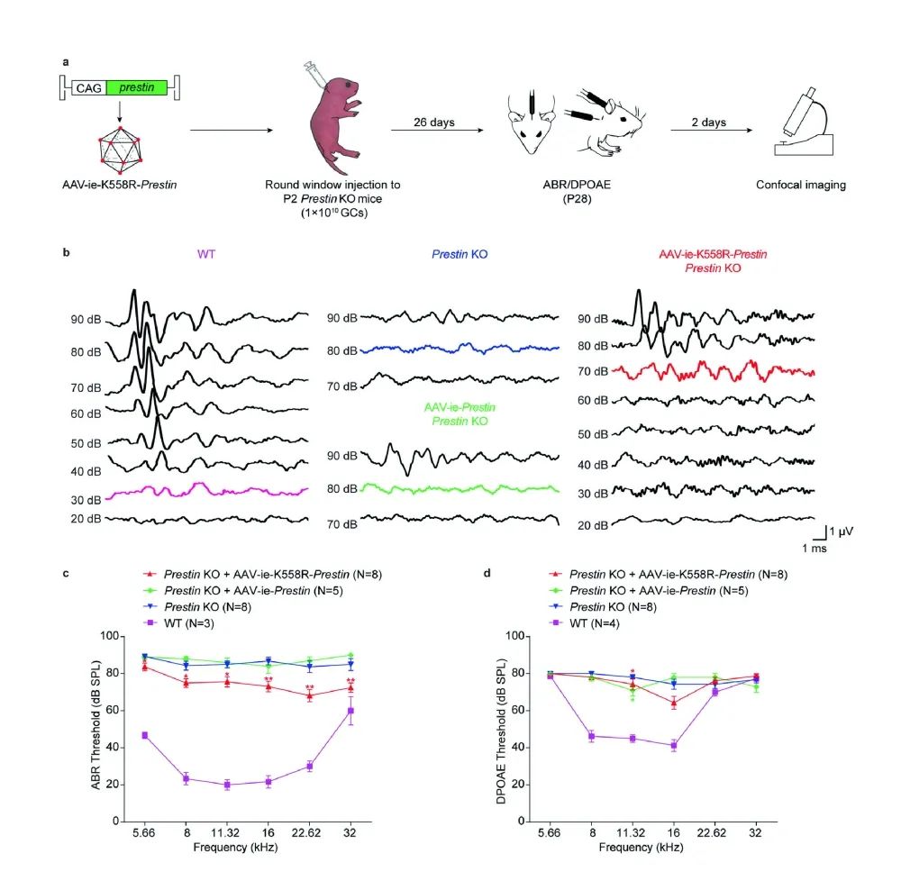 STTT | 上科大钟桂生团队与合作者开发新型AAV载体靶向耳聋基因治疗_澎湃号·政务_澎湃新闻-The Paper