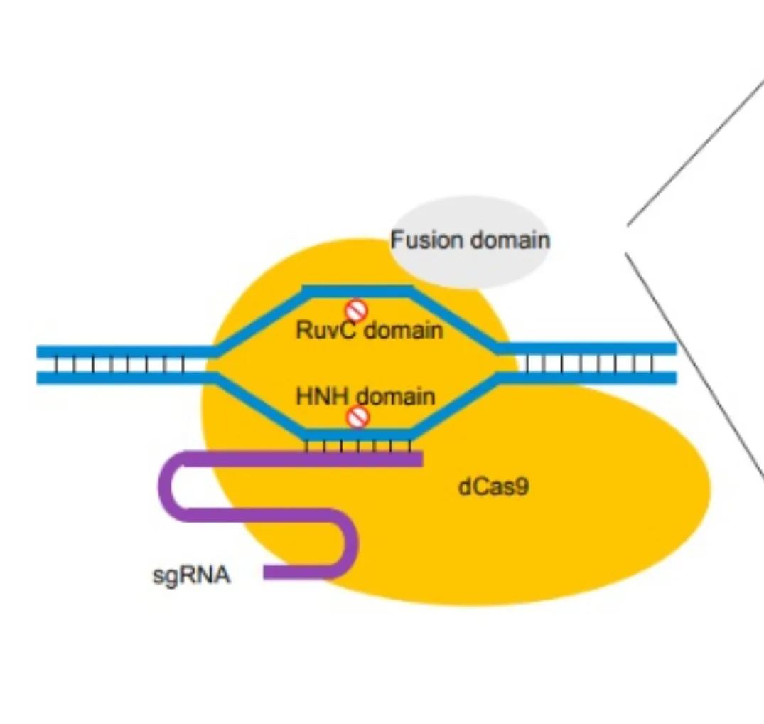 【学术前沿】Cell Regen l 小鼠植入前胚胎的第一次细胞命运决定