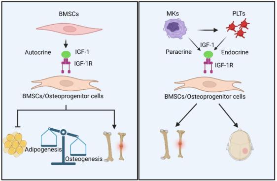 【学术前沿】PNAS | 岳锐课题组揭示骨髓来源IGF-1调控成体骨骼维持与损伤修复_澎湃号·政务_澎湃新闻-The Paper