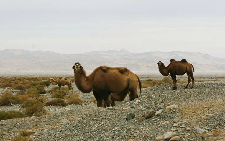 生物多样性优秀案例（30）：甘肃安南坝野骆驼国家级自然保护区监测平台建设_澎湃号·政务_澎湃新闻-The Paper