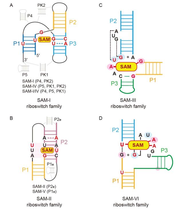 【科技前沿】任艾明团队综述：SAM相关核开关家族配体识别及基因表达调控的结构基础与作用机制_澎湃号·政务_澎湃新闻-The Paper