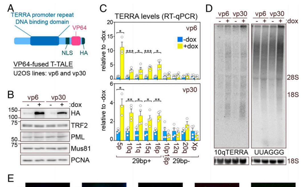 PNAS：帮助癌细胞长生不死的端粒延长分子，可作为癌症治疗靶点_澎湃号·湃客_澎湃新闻-The Paper