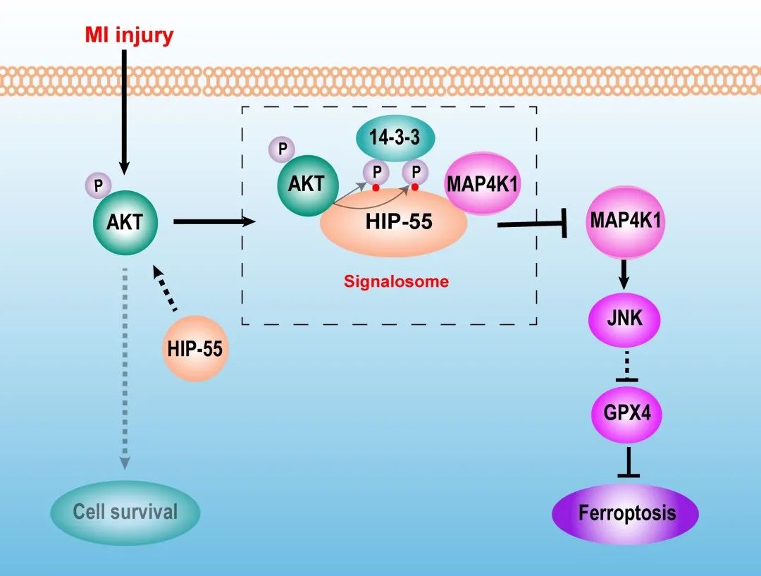 【学术前沿】北医三院李子健课题组在Cell Death & Differentiation上发表文…_澎湃号·政务_澎湃新闻-The Paper