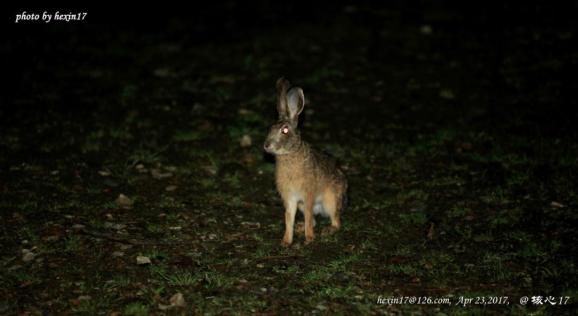 知道这些，包你成为兔年博学家（下篇）_澎湃号·政务_澎湃新闻-The Paper